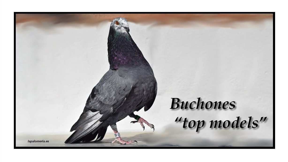 Buchones «top models» – La Palomeria