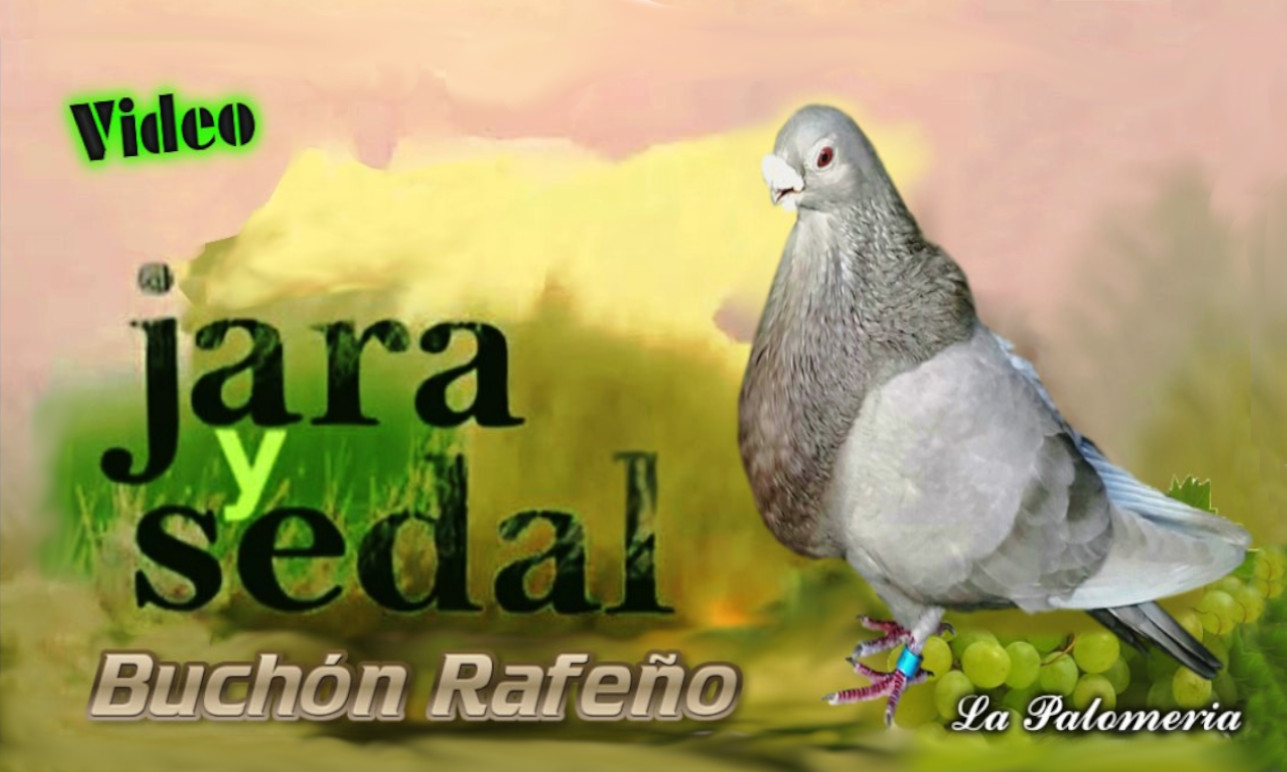 Buchón Rafeño (Jara y Sedal) / Video – La Palomeria