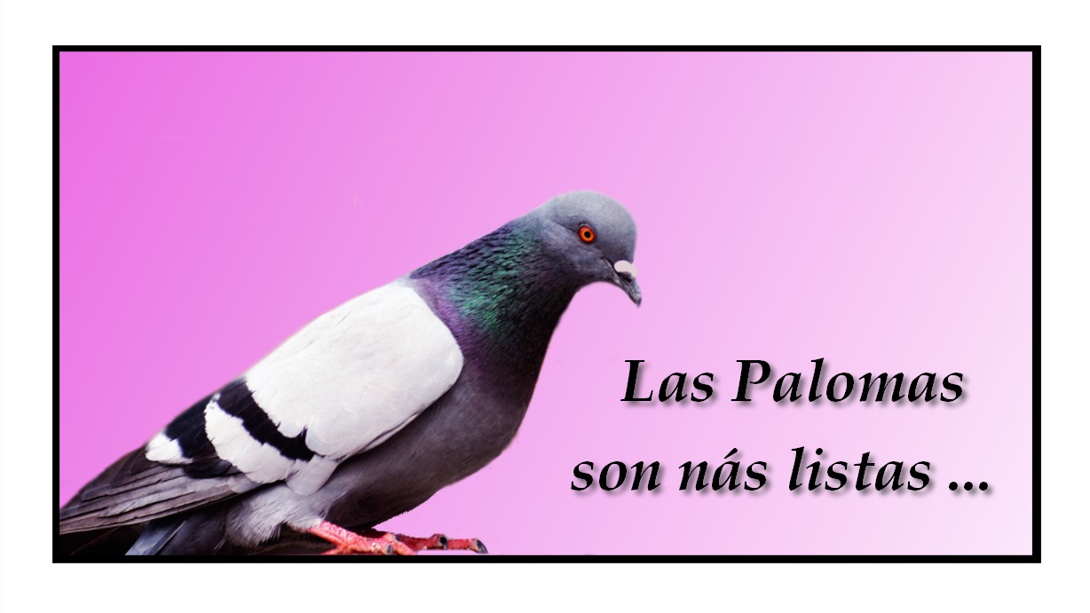 Las palomas son más listas – La Palomeria