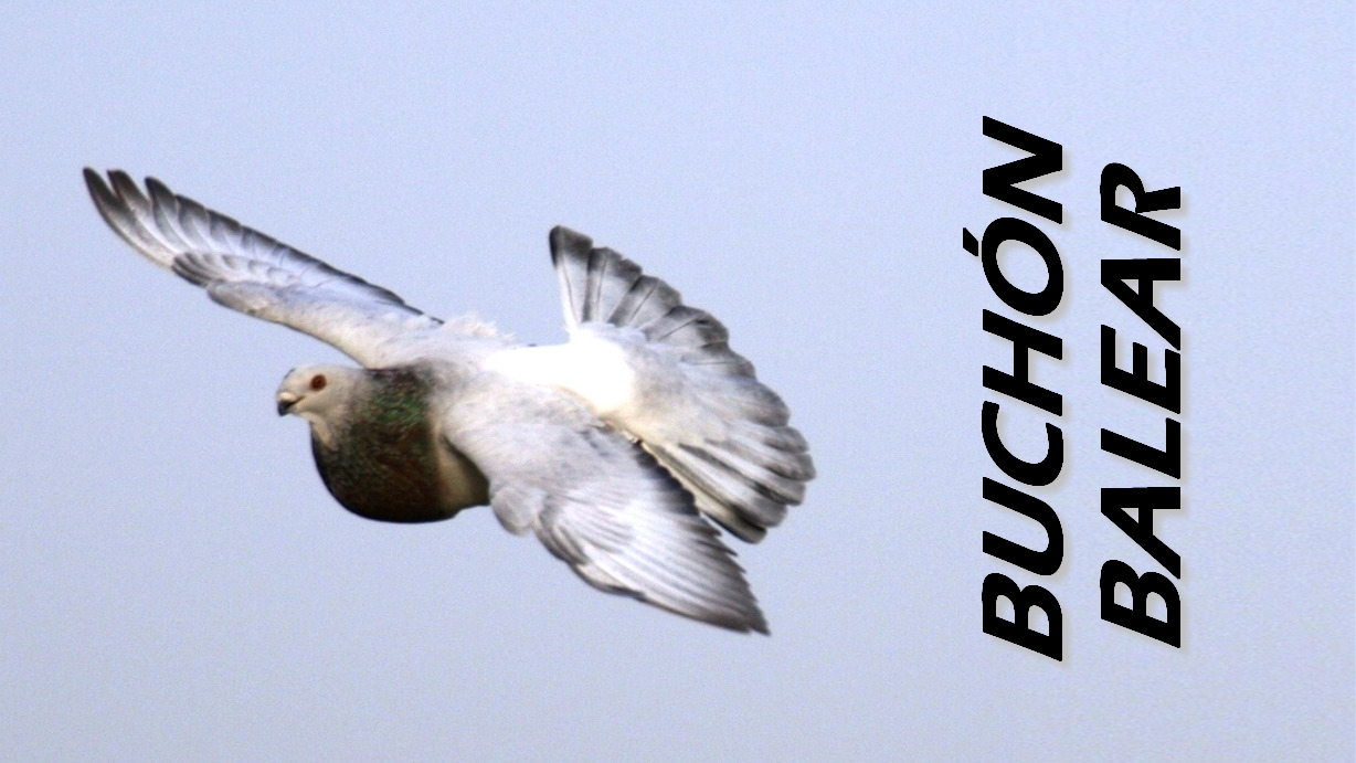 Buchón Balear /conceptos – La Palomeria