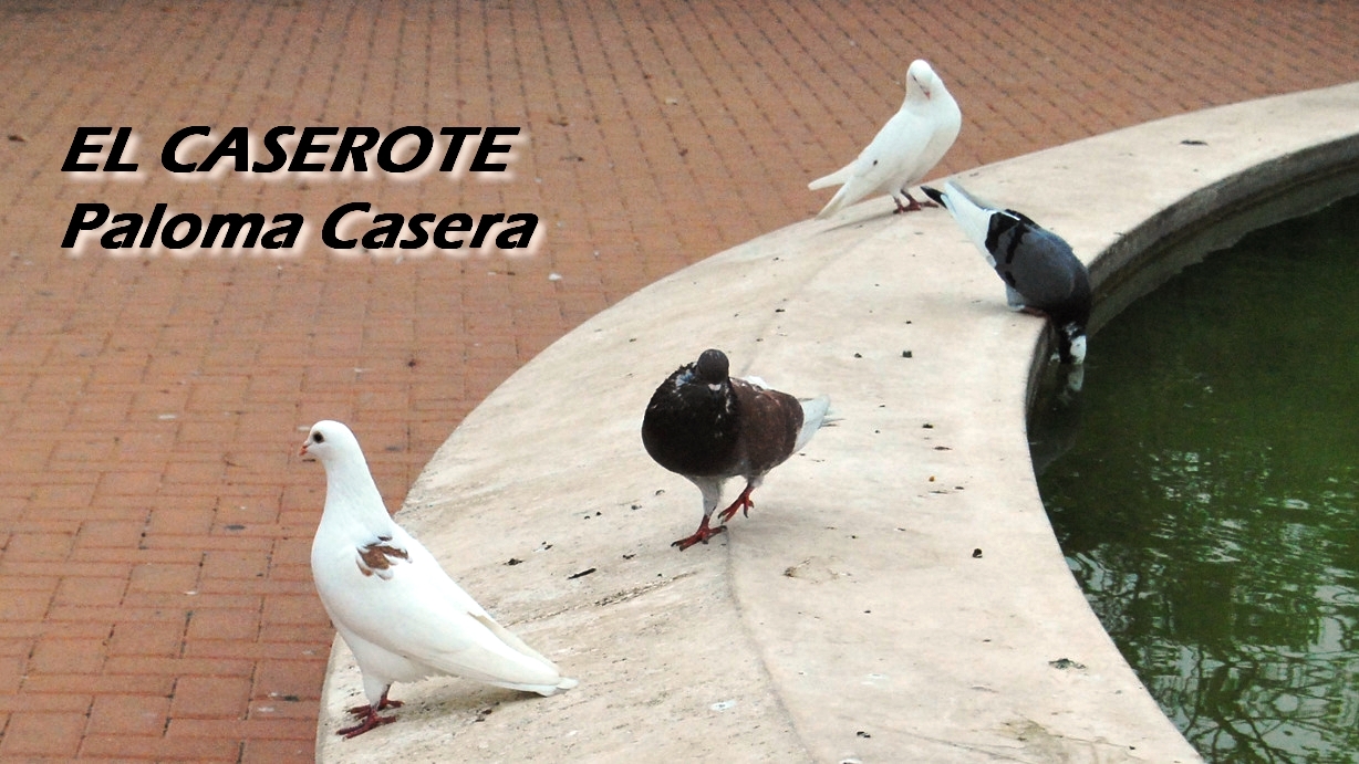 El Caserote – La Palomeria