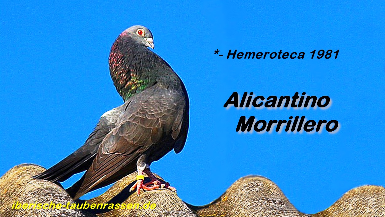 Alicantino o Morrillero – La Palomeria