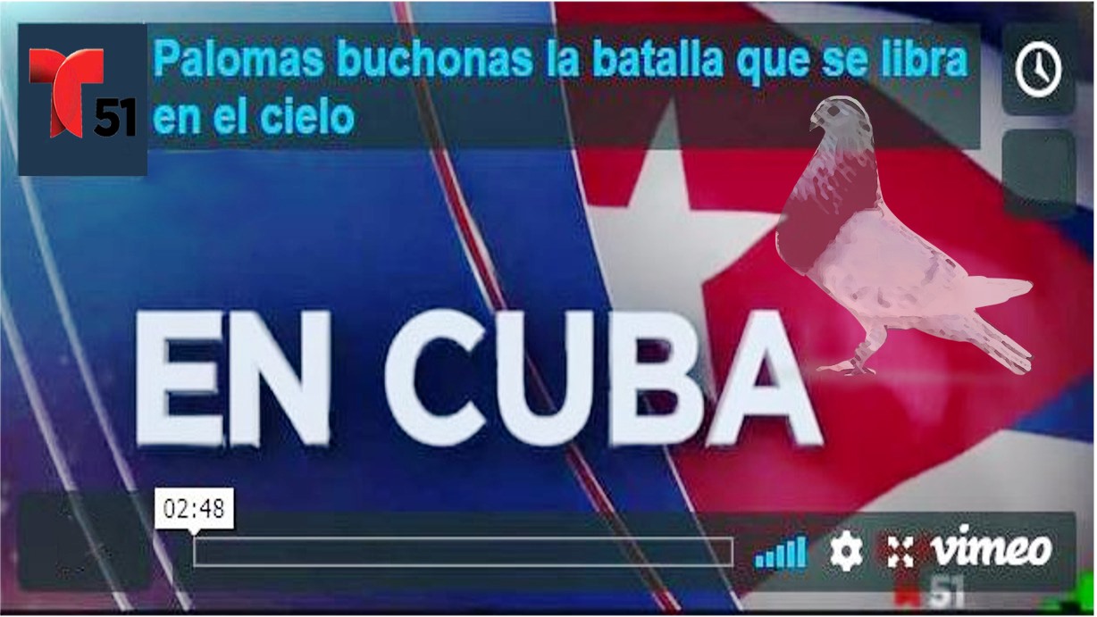 Palomas buchonas la batalla que se libra en el cielo – La Palomeria