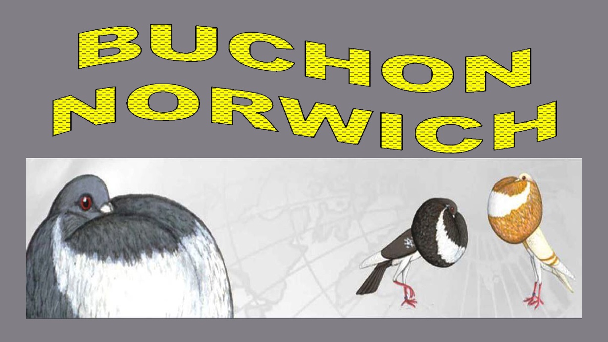 Buchón Norwich – La Palomeria