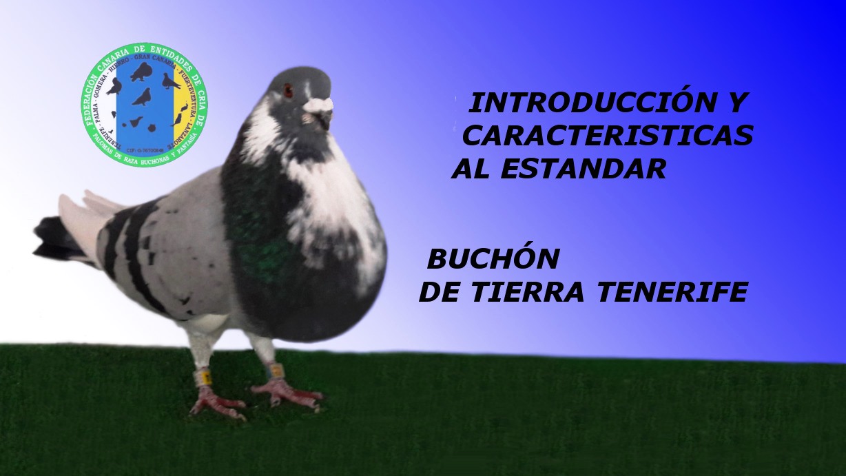 Buchón de Tenerife (Introducción y Caracteristicas) – La Palomeria