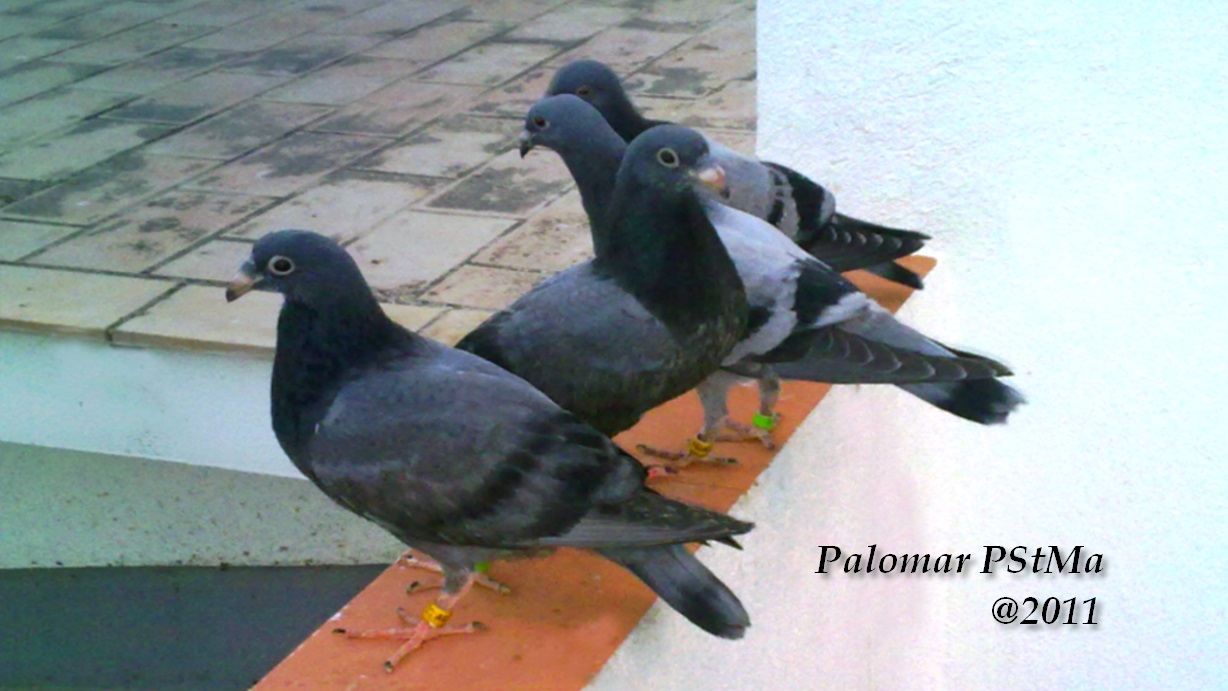 El desarrollo óptimo de los pichones – La Palomeria