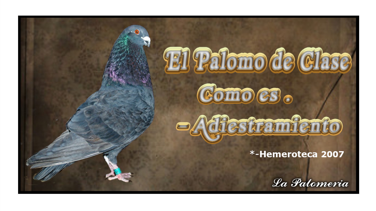Como es el Palomo de Clase / Adiestramiento – La Palomeria