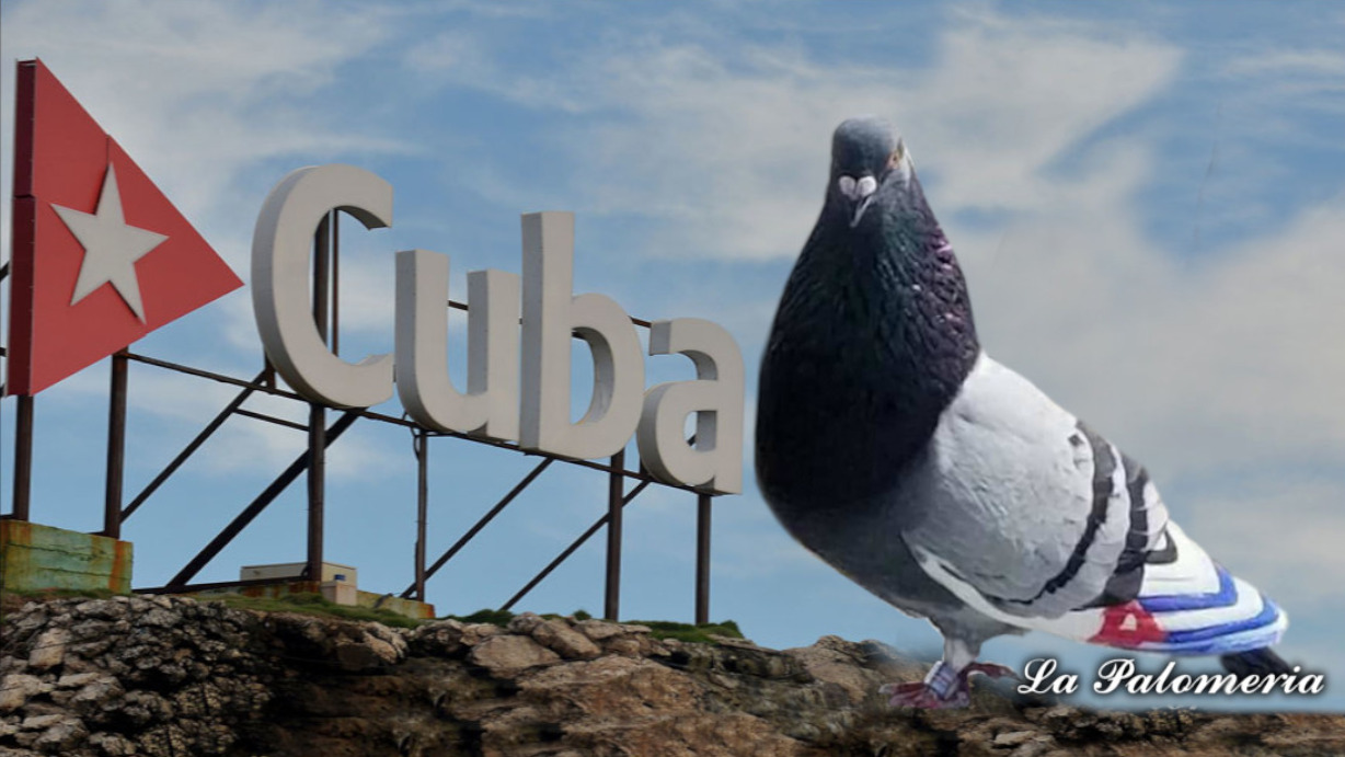 Consideraciones al cruce con el Palomo Cubano – La Palomeria