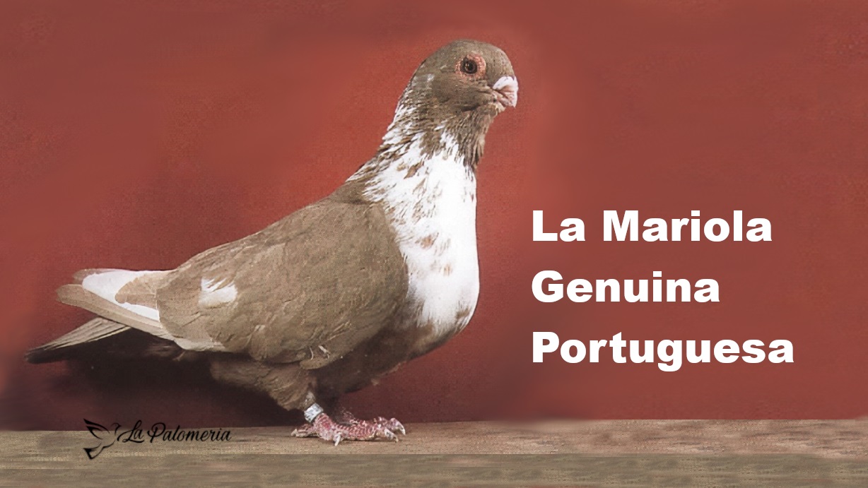 La Mariola genuinamente portuguesa – La Palomeria