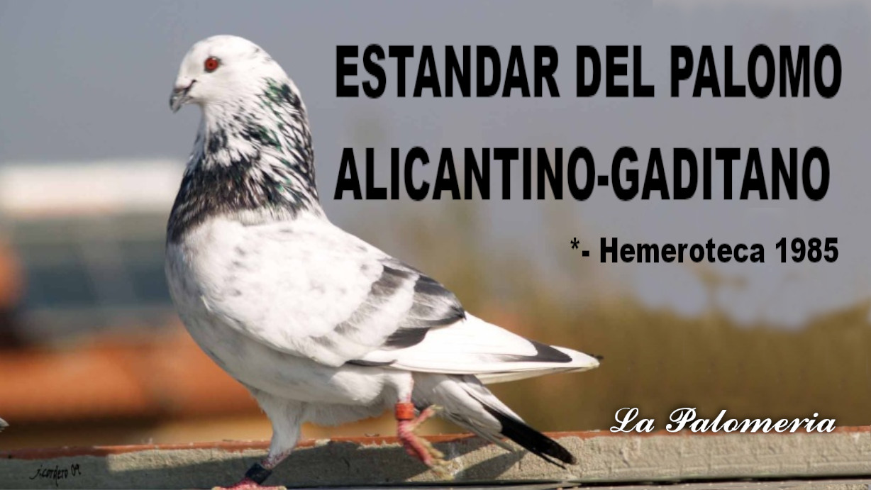 Estandar del Palomo Alicantino-Gaditano – La Palomeria