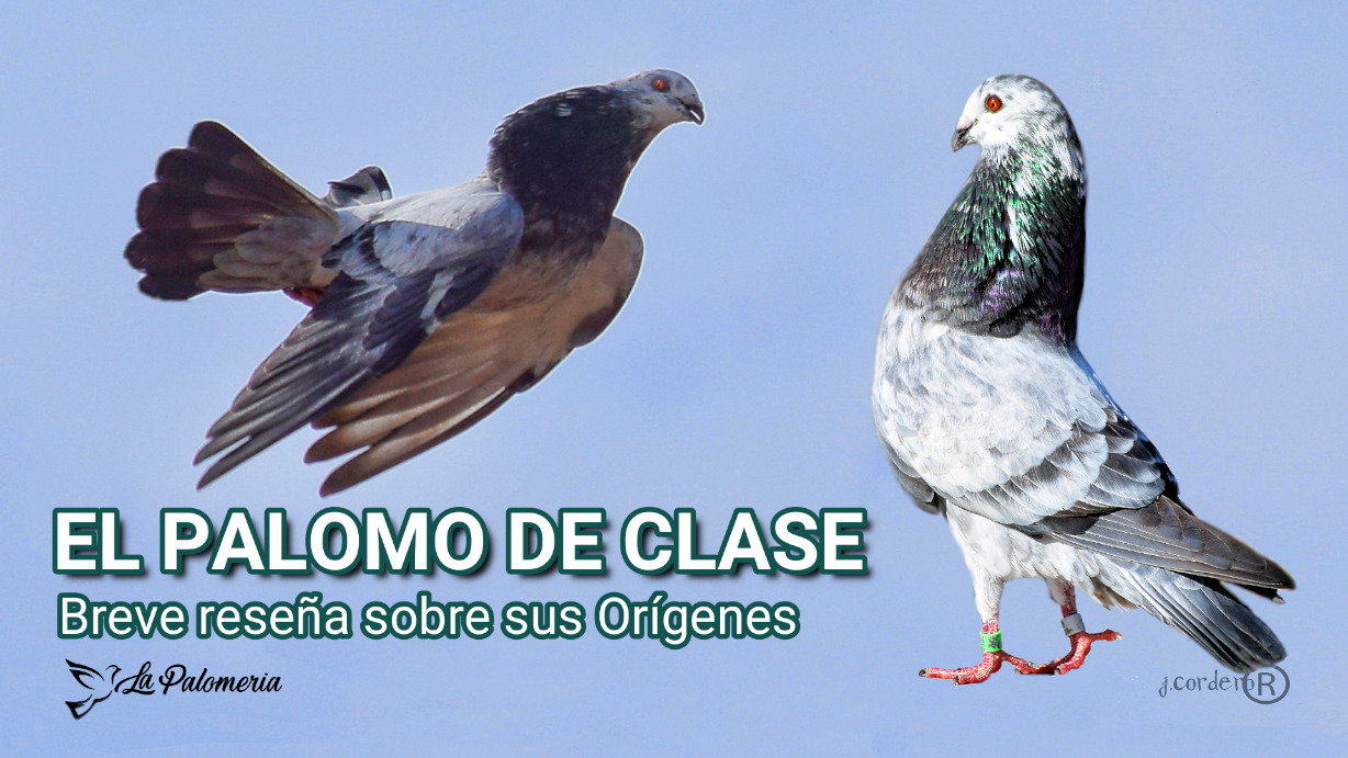 Palomo de Clase (Breve reseña Orígenes) – La Palomeria