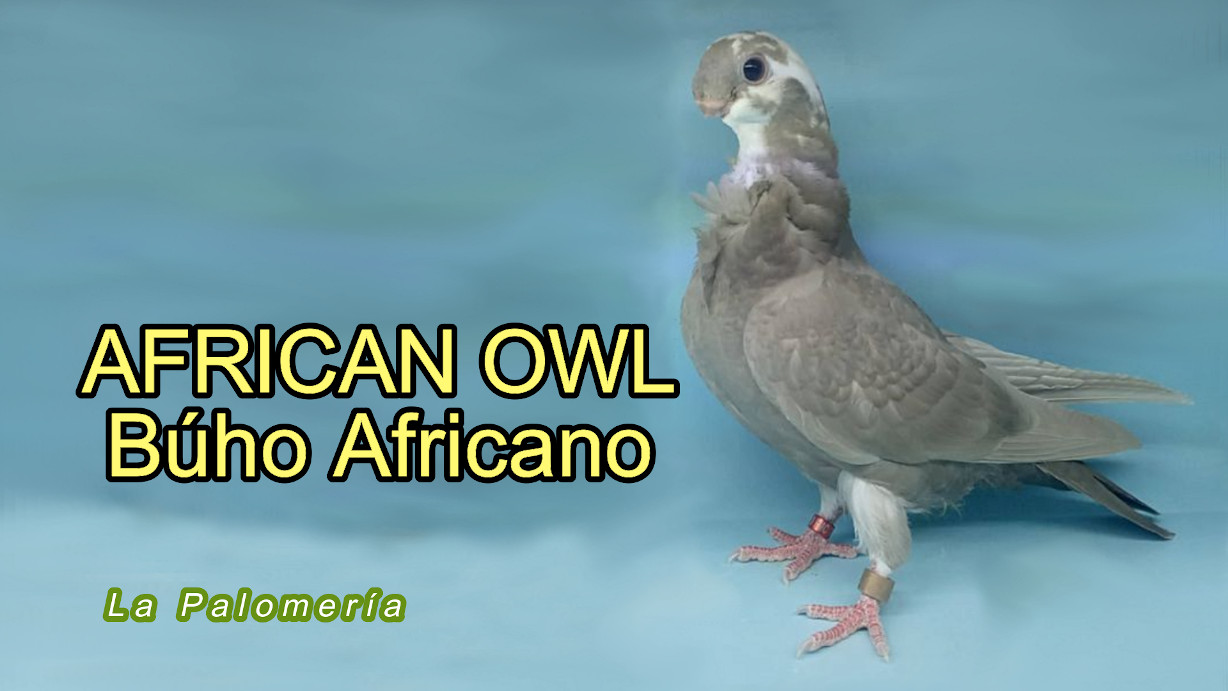 El Búho Africano (African Owl) – La Palomeria