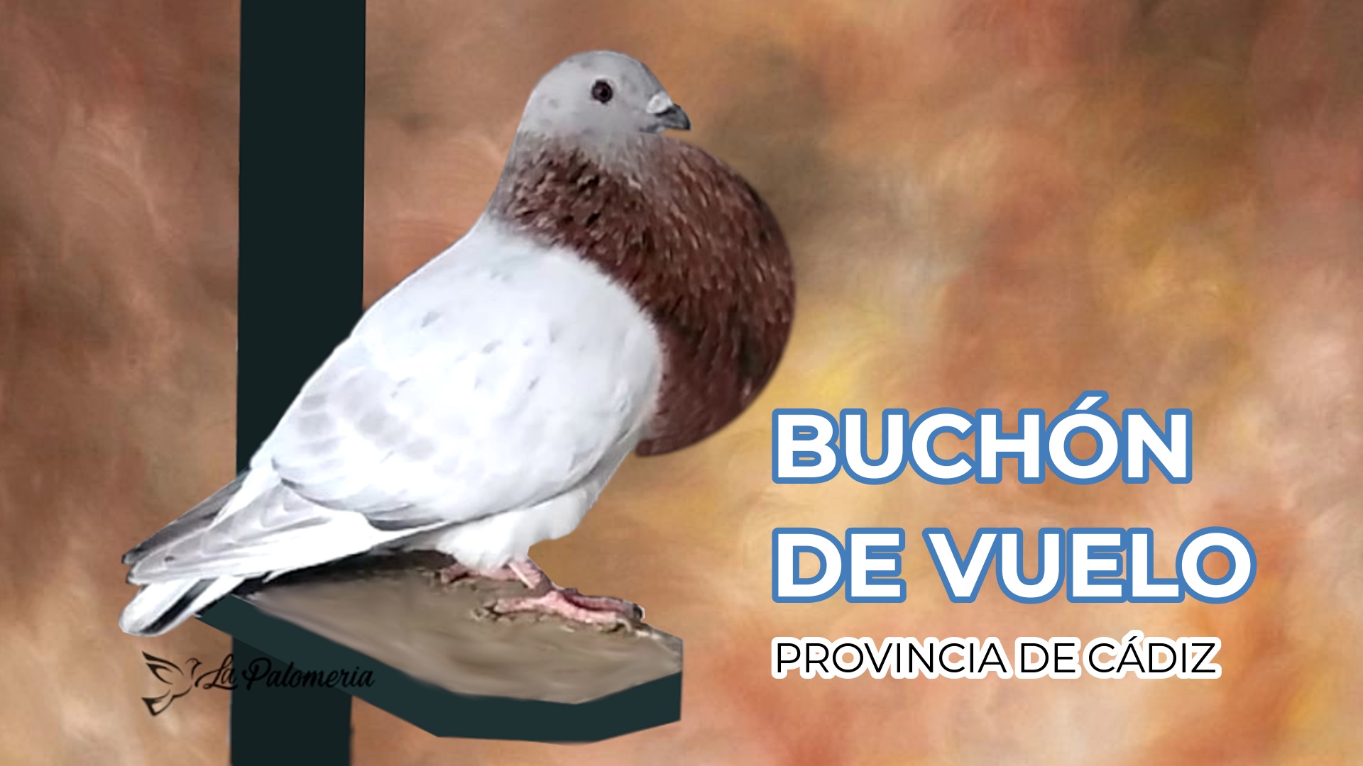 Buchón de vuelo en Cádiz – La Palomeria