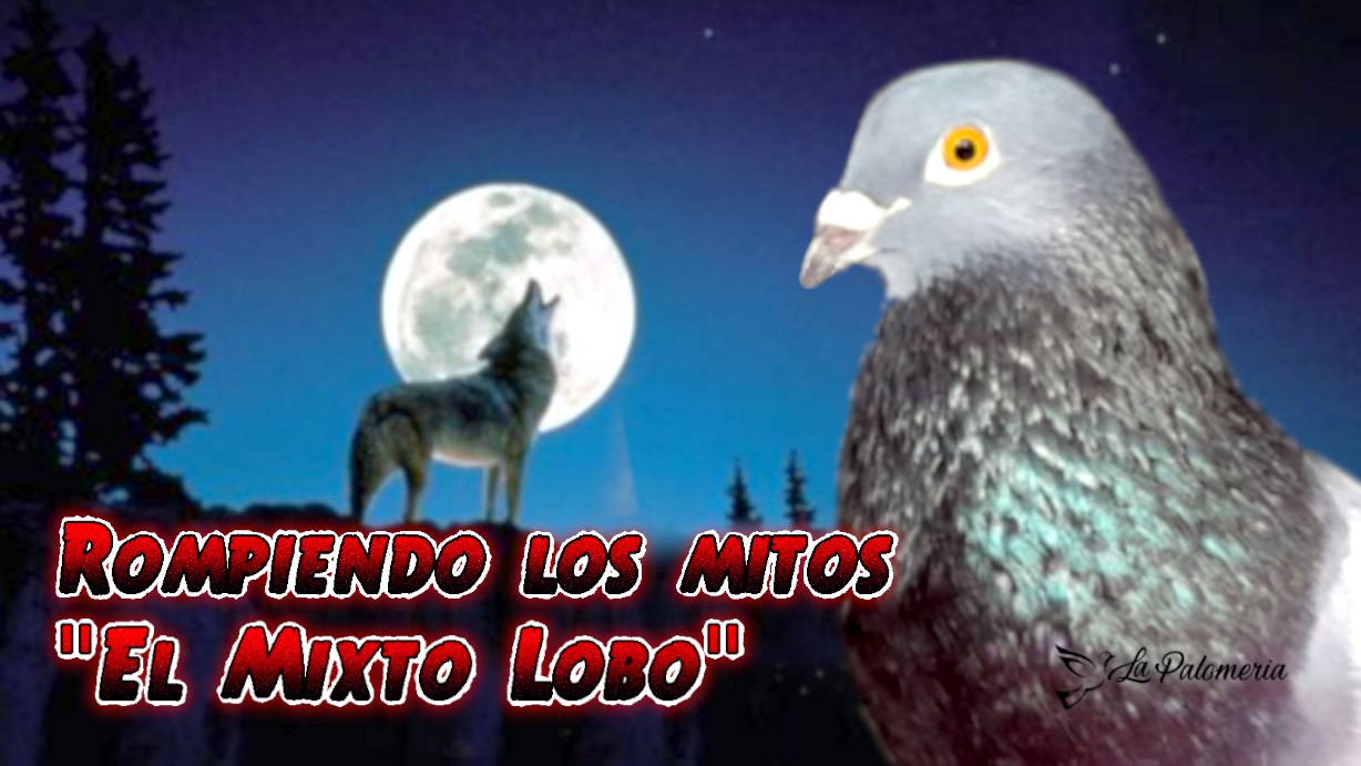 Rompiendo los mitos El Mixto Lobo – La Palomeria