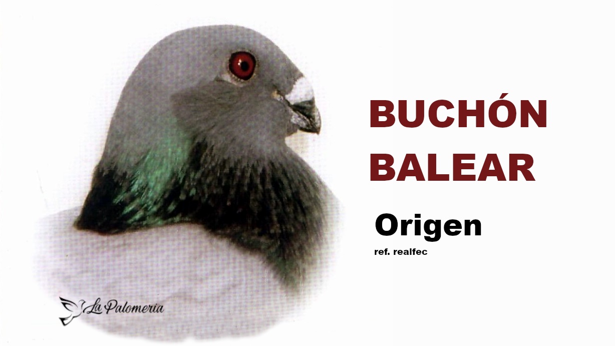 Buchón Balear Origen – La Palomeria