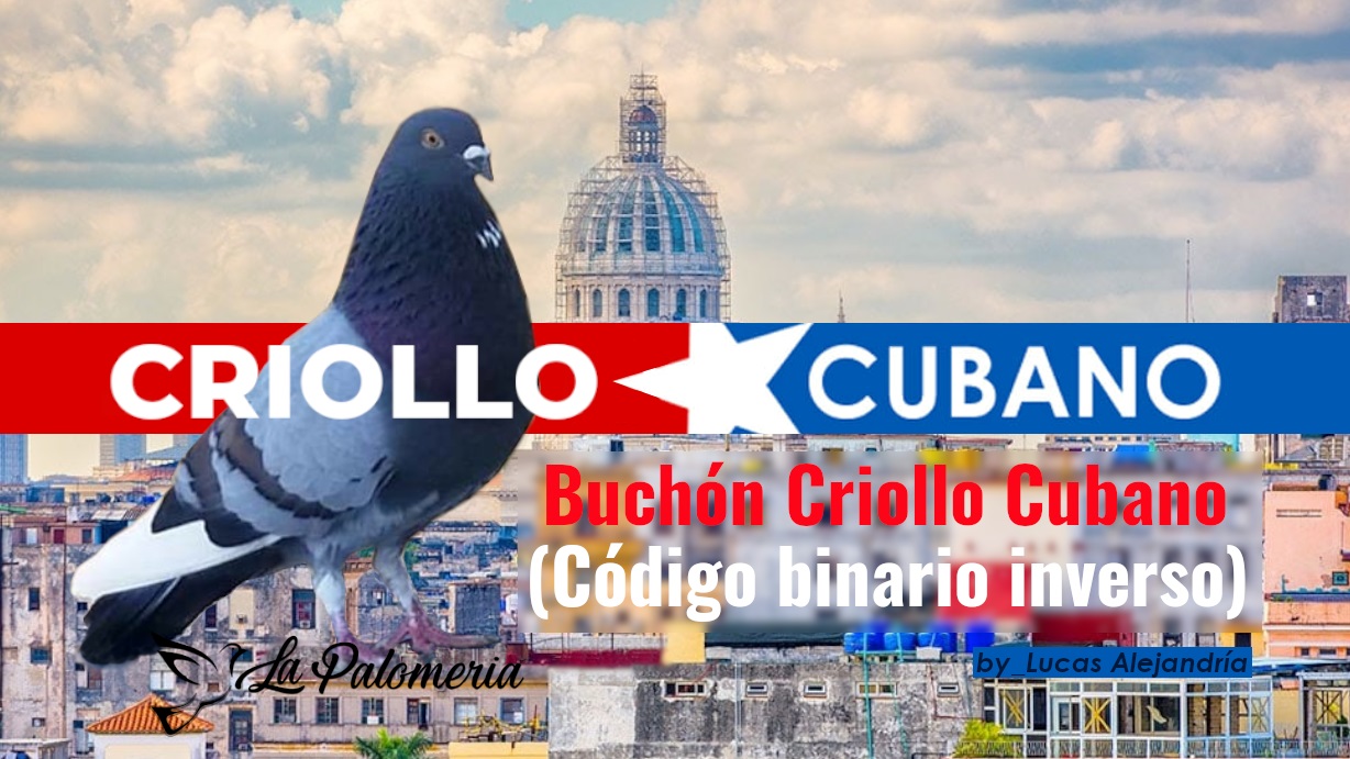 Buchón Criollo Cubano código binario inverso – La Palomeria