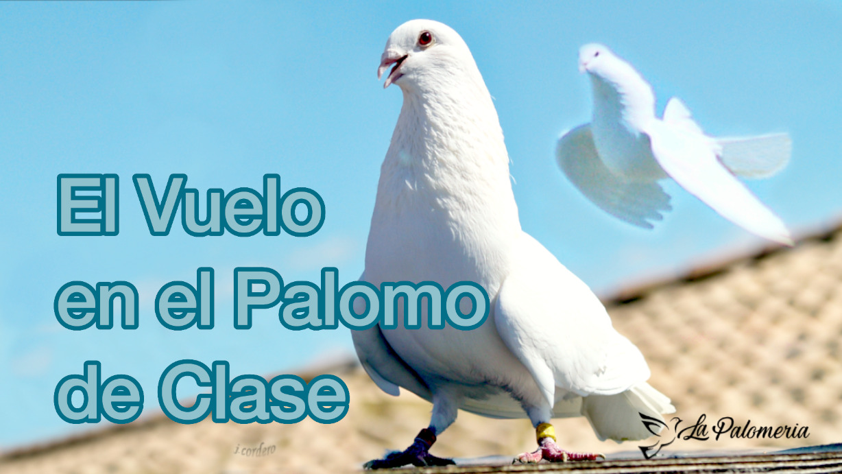 El vuelo en el palomo de Clase – La Palomeria