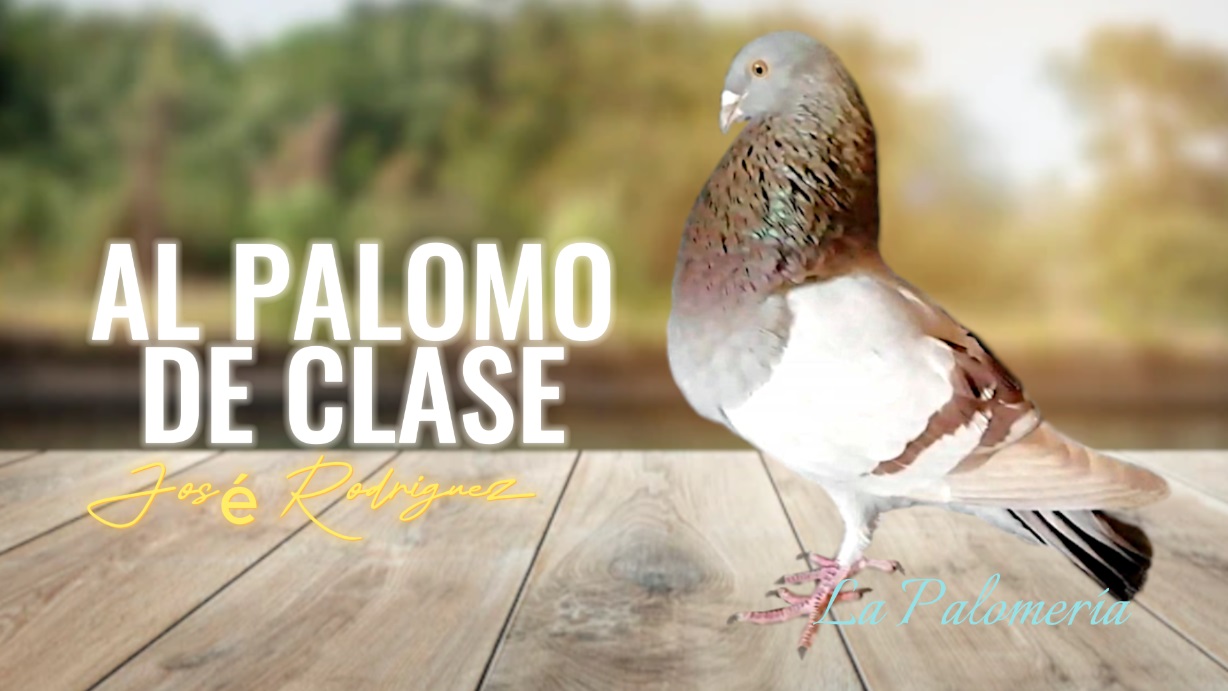 Al Palomo de Clase – La Palomeria
