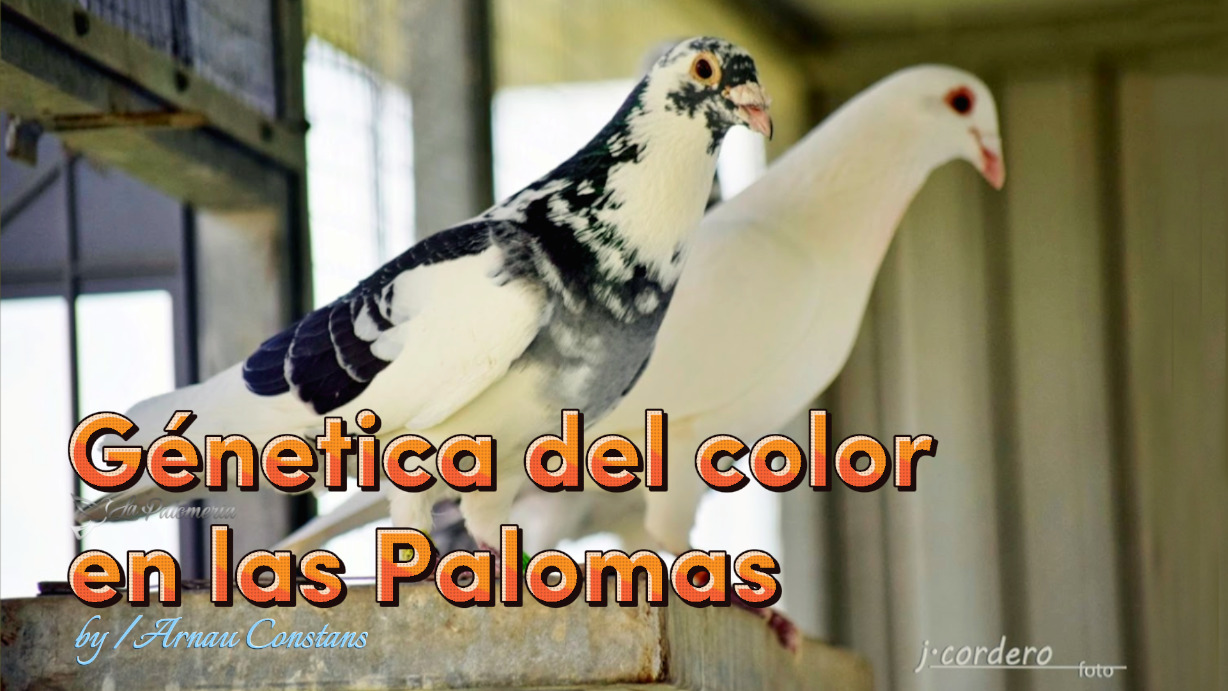Genética del color en las palomas – La Palomeria