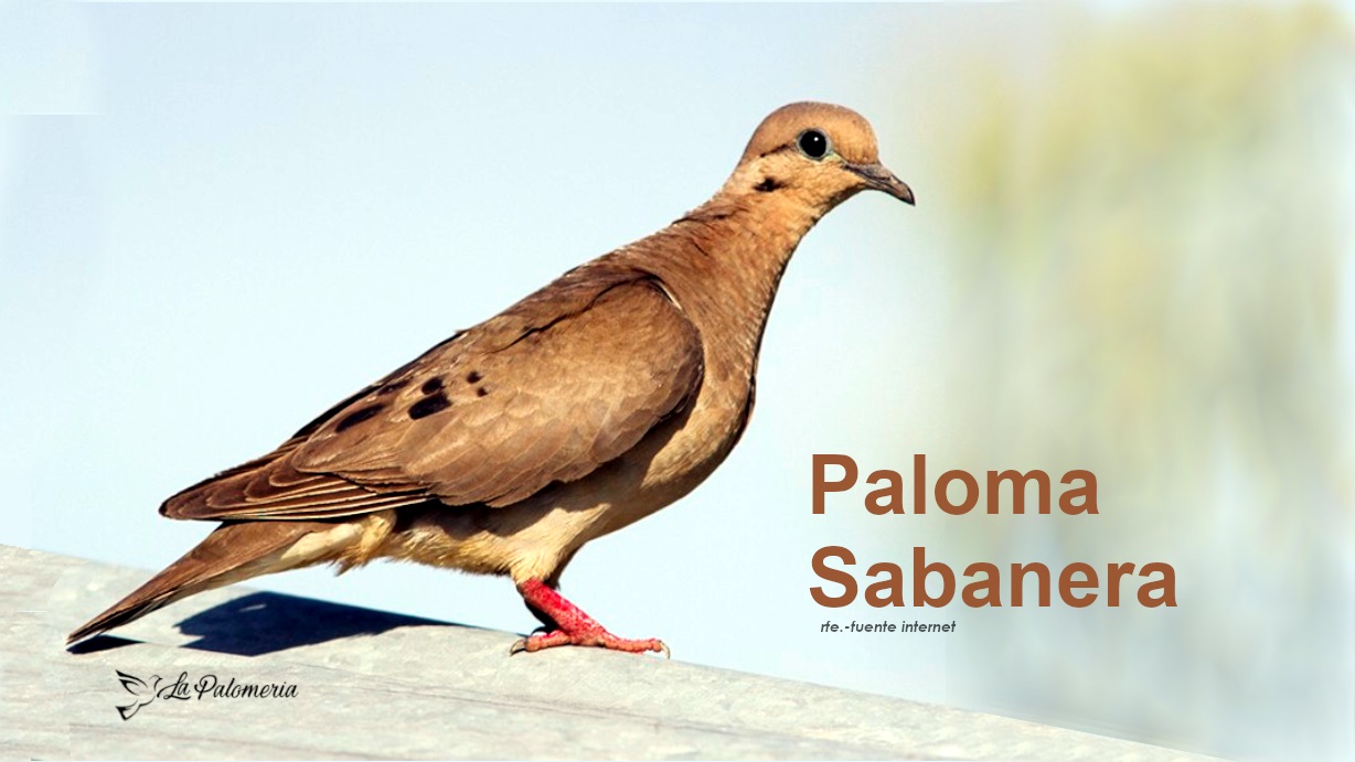 La Paloma Sabanera – La Palomeria