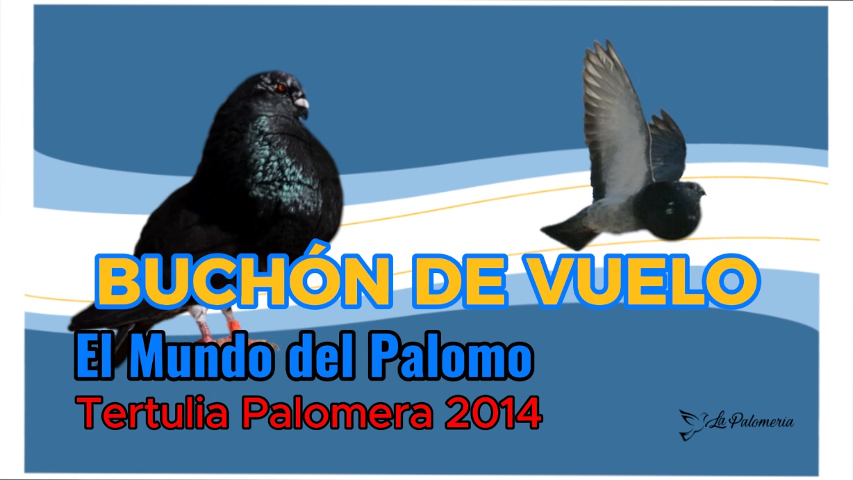 El Buchón Gaditano nació para volar – La Palomeria