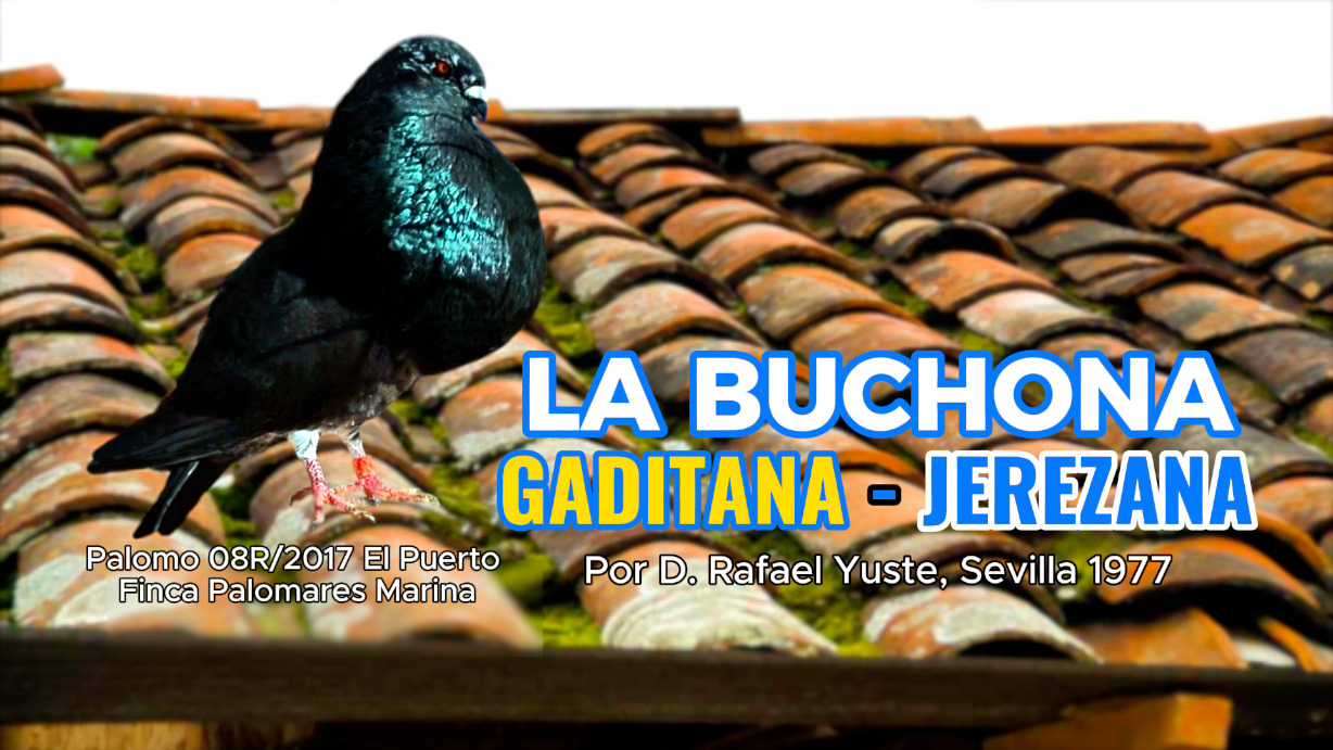 La Buchona Gaditana Jerezana – La Palomeria